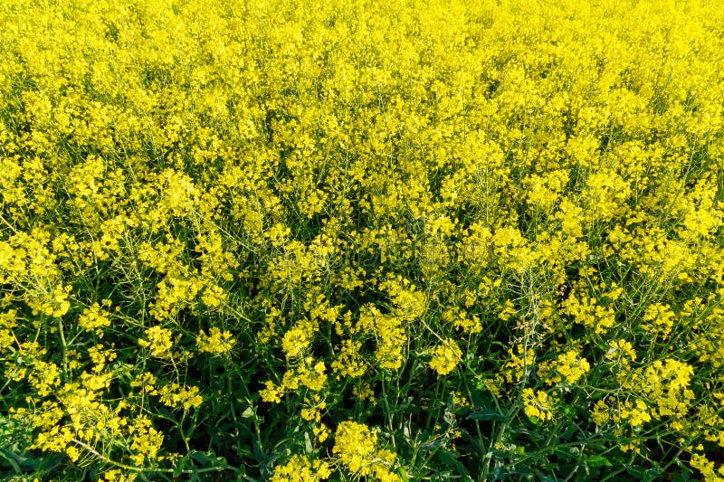 Yellow Rapeseed Flowers Against a Blue Sky. Oil and Biofuel Production ...