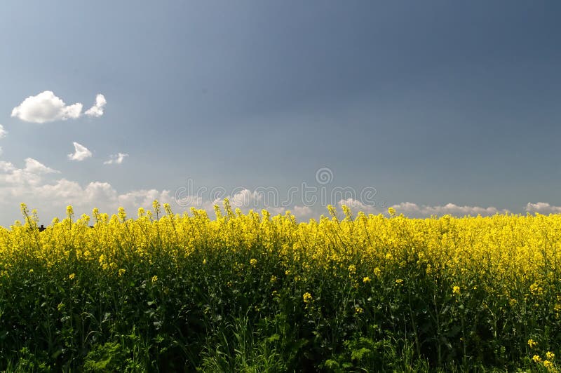 Yellow, Rapeseed, Field, Canola Picture. Image: 132274846