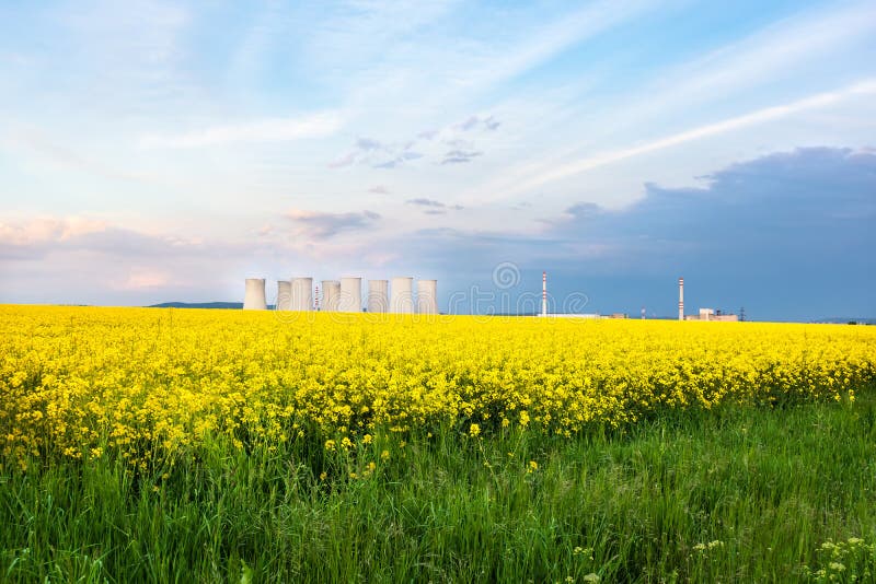 Yellow Rapeseed Field with Cooling Towers of Nuclear Power Plant in ...