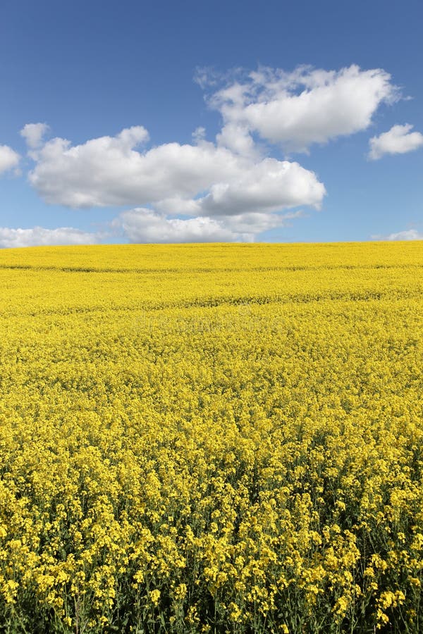Yellow Rapeseed Field in Denmark Stock Photo - Image of canola ...