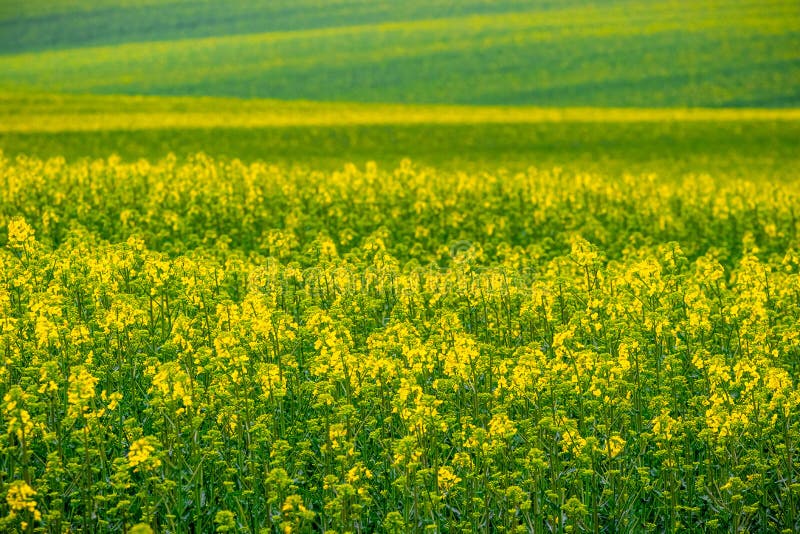 Yellow Rapeseed in the Field, Rapeseed Flowering. Rapeseed Cultivation ...