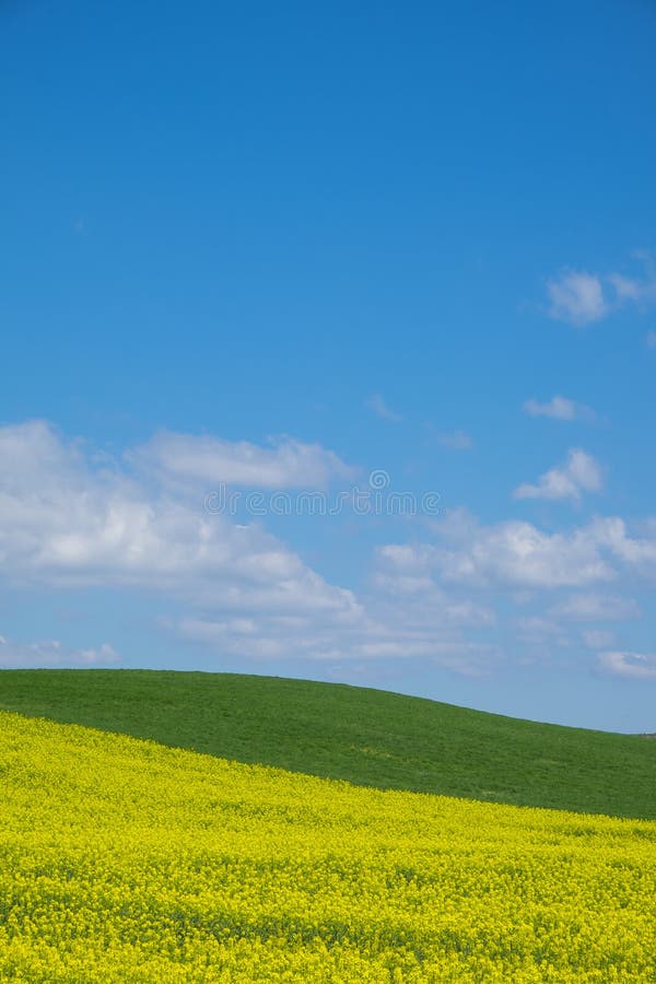 Yellow Rapeseed Field with Mountains in the Background Stock Image ...