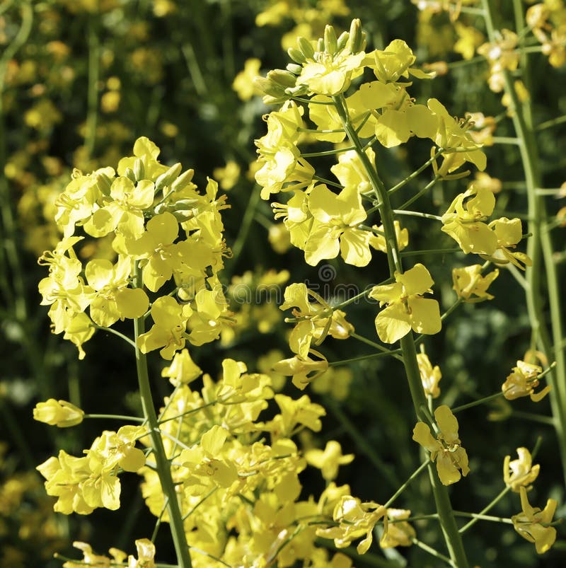 Yellow rapeseed field stock photo. Image of rural, rapeseed - 96257178
