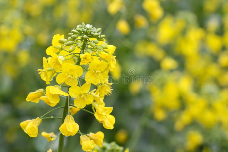 Crop stock image. Image of rapessed, background, oilseed - 19421731