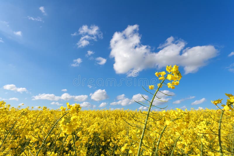 Yellow Rapeseed Flower Field and Blue Sky Stock Photo - Image of close ...