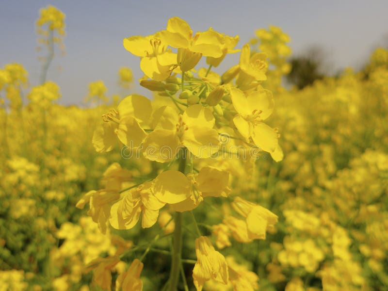 Yellow Rapeseed Flower Field Stock Image - Image of scenic, beauty ...