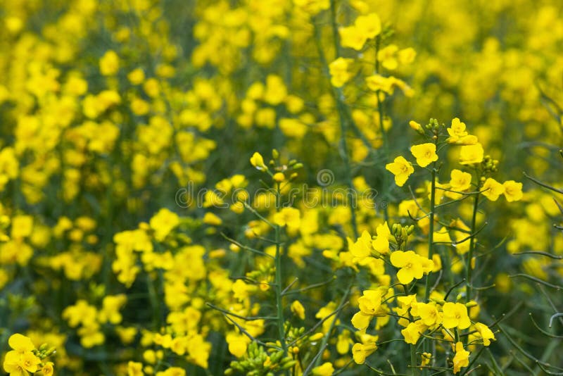 Yellow Rapeseed Flowers Bloom on a Farm in a Field Stock Photo - Image ...