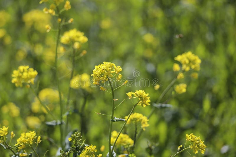 Yellow Rapeseed Growing during Spring Stock Photo - Image of ...