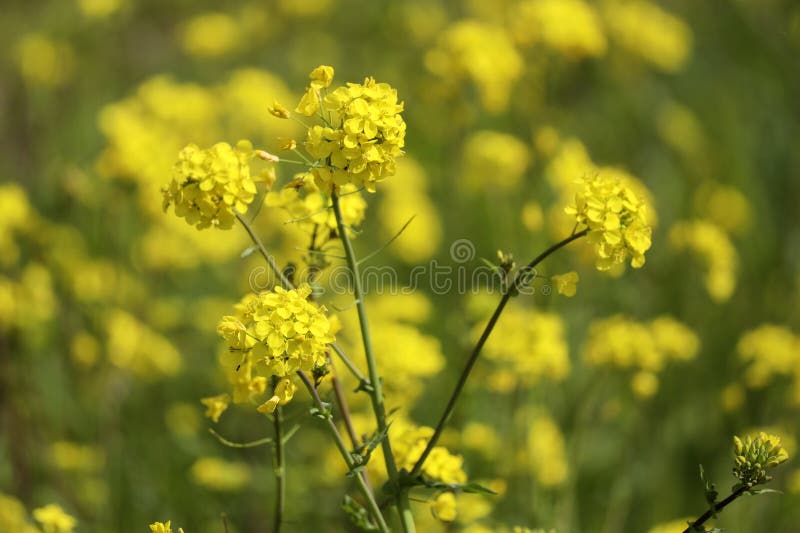 Yellow Rapeseed Growing during Spring Stock Image - Image of crop ...