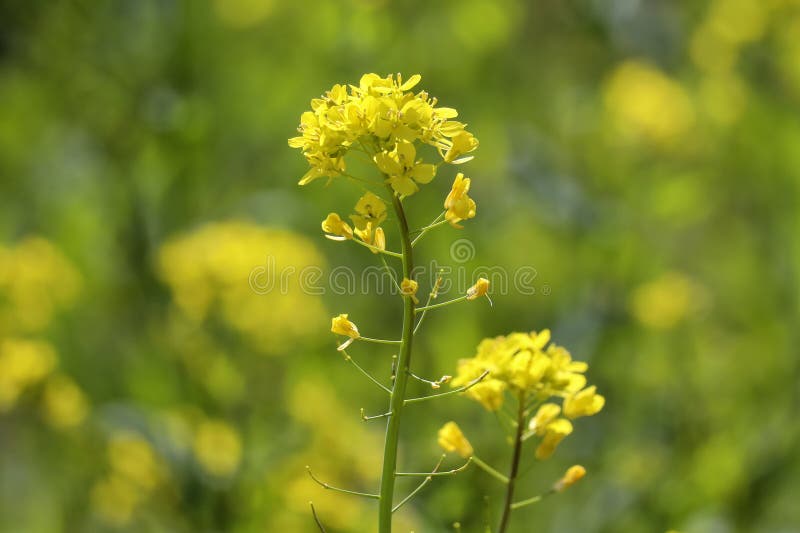Yellow Rapeseed Growing during Spring Stock Photo - Image of ...