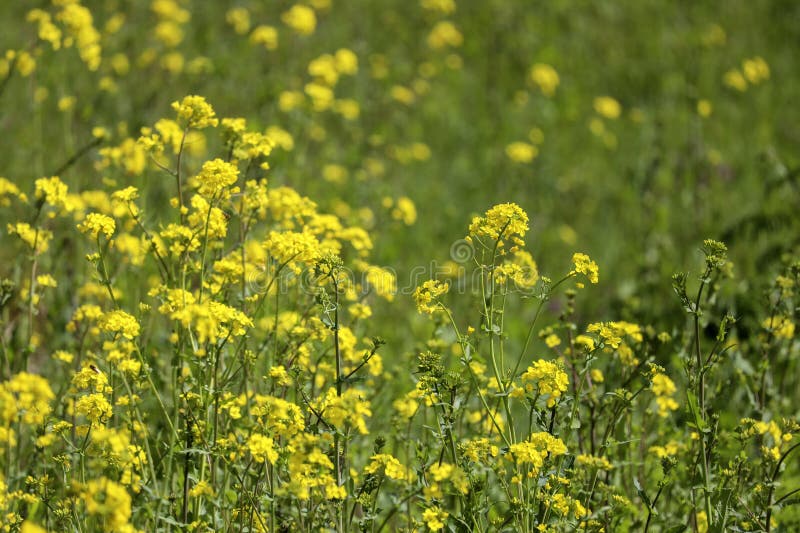 Yellow Rapeseed Growing during Spring Stock Photo - Image of blossom ...