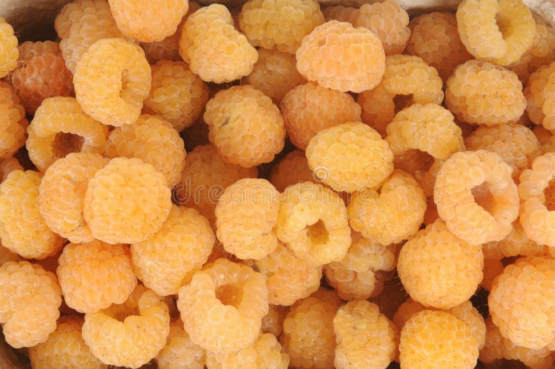 Raspberries stock image. Image of juicy, isolated, foods - 220063