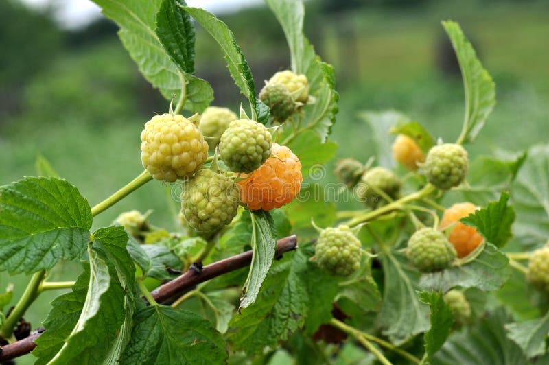 Yellow Raspberries. Growing Organic Berries Closeup Stock Photo - Image ...