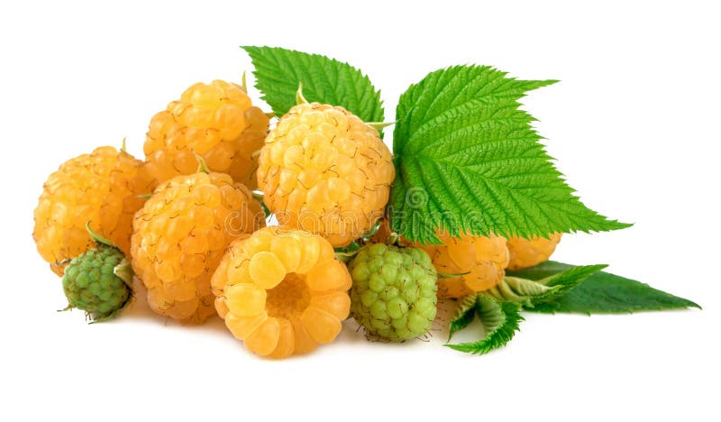 Yellow raspberries stock photo. Image of organic, raspberry - 73930332