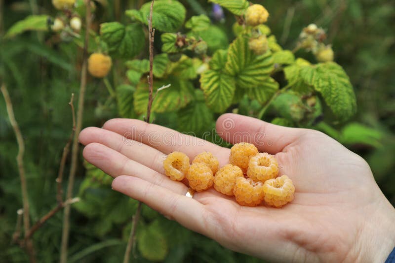 Yellow Raspberries in Norway Stock Photo - Image of summertime, green ...