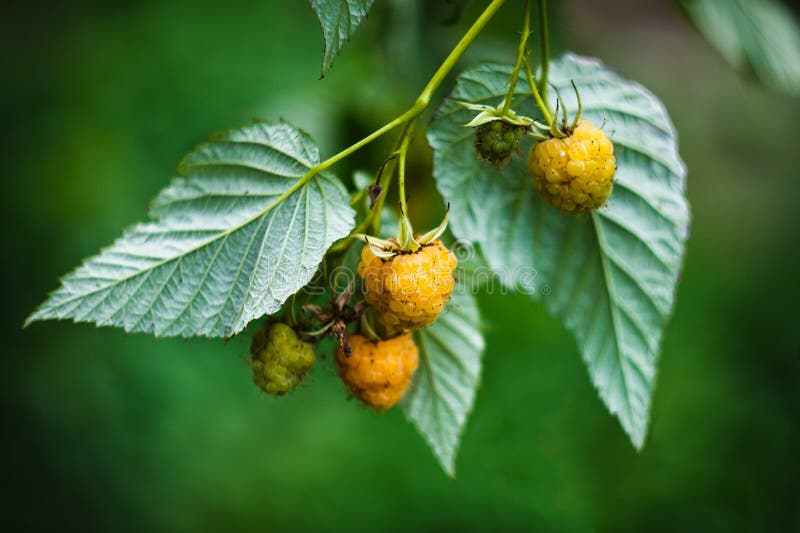 Yellow raspberries stock image. Image of leaf, bush, natural - 87394057
