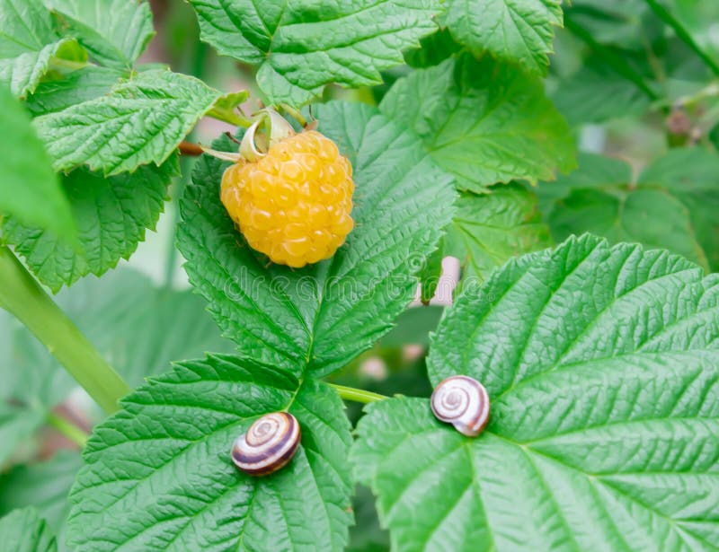 Yellow Raspberries and Two Small Snails on a Leaf Stock Image - Image ...