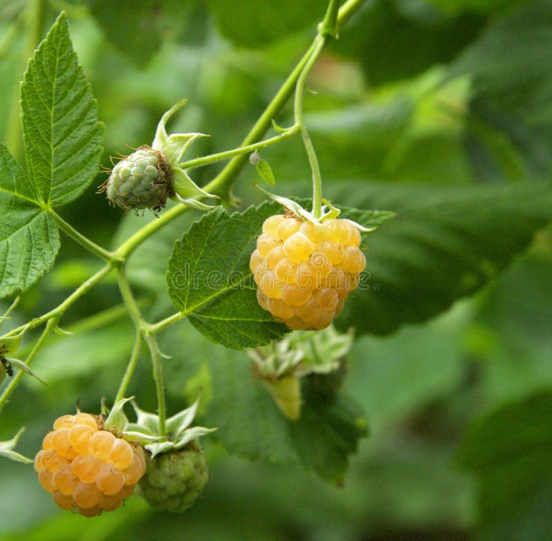 Yellow raspberry stock photo. Image of healthy, textured - 20345874