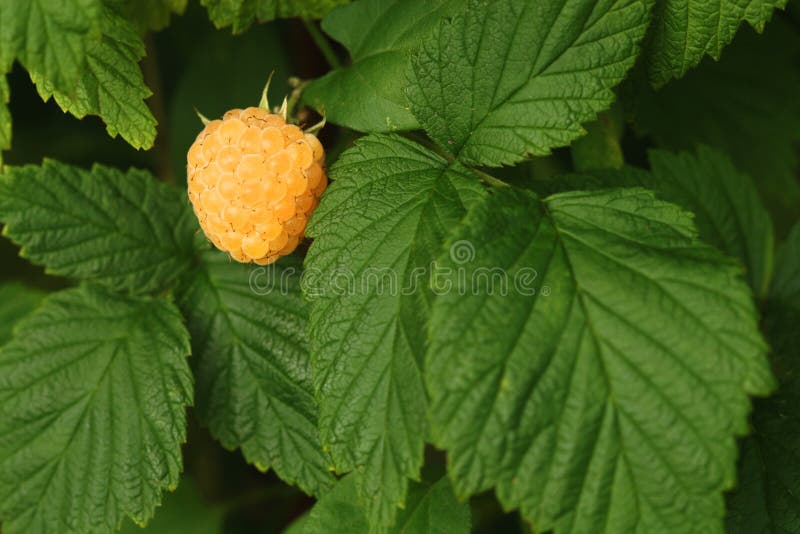 Yellow raspberry stock photo. Image of raspberry, breeding - 20827216