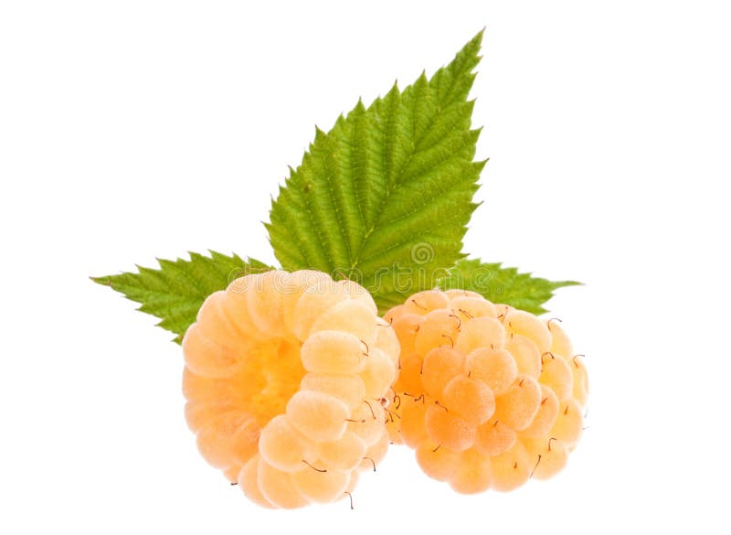 Yellow raspberry stock image. Image of berry, sweet, ripe - 21328575