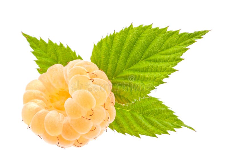 Yellow raspberry stock photo. Image of sweet, yellow - 21359024