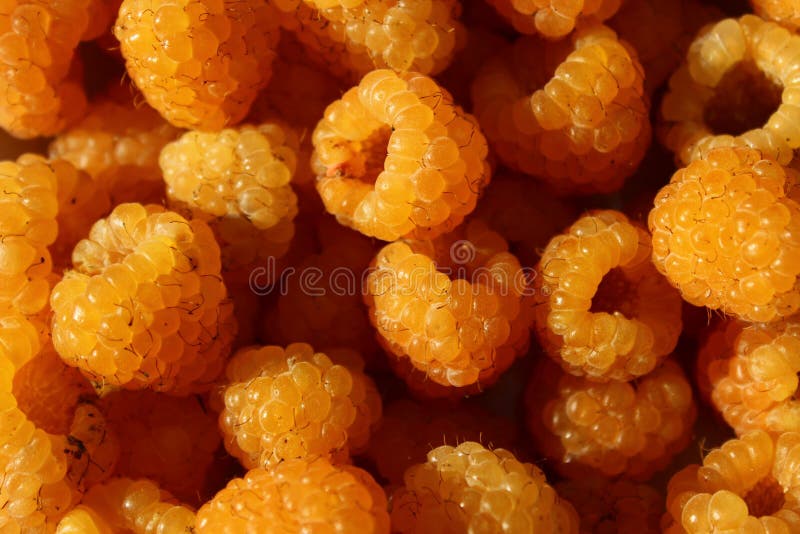 Yellow raspberry stock photo. Image of ingredients, freshness - 25995344