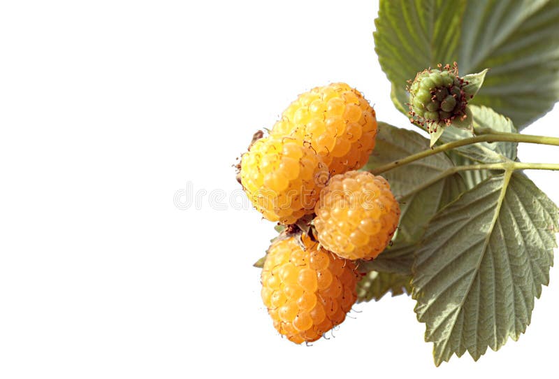 Yellow raspberry stock image. Image of raspberry, fruit - 5827417