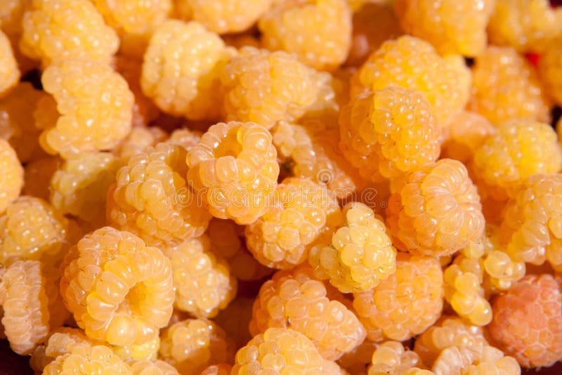 Yellow Raspberry Background Stock Image - Image of appetizing, yellow ...