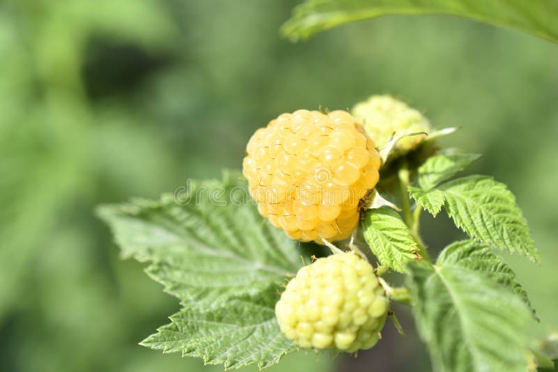 Yellow Raspberry Berry on a Green Bush Stock Image - Image of ...
