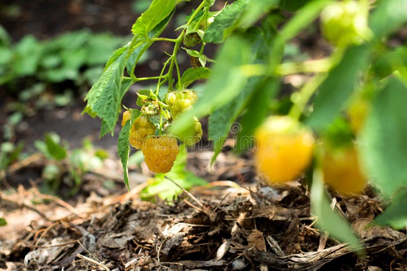 Yellow Raspberry on the Branch Stock Photo - Image of raspberry, bunch ...