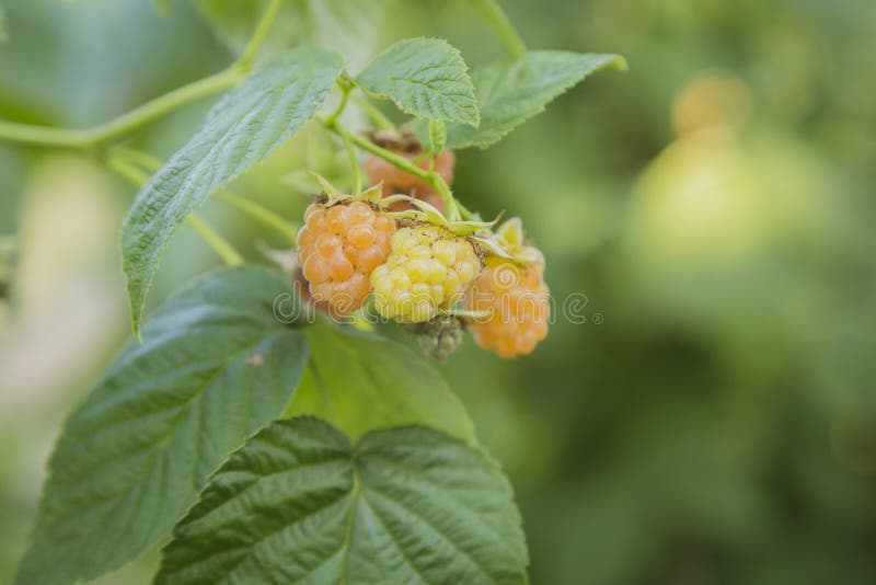 Yellow Raspberry on the Bush in the Garden Stock Photo - Image of ...