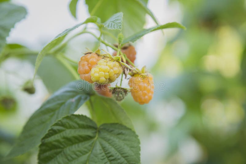 Yellow Raspberry On The Bush In The Garden Stock Image - Image of ...