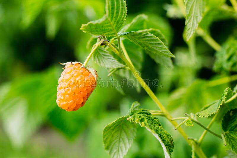 Yellow Raspberry Close-up on a Branch Stock Photo - Image of macro ...