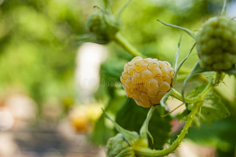 Yellow Raspberry Close-up. Growing in the Garden Stock Photo - Image of ...