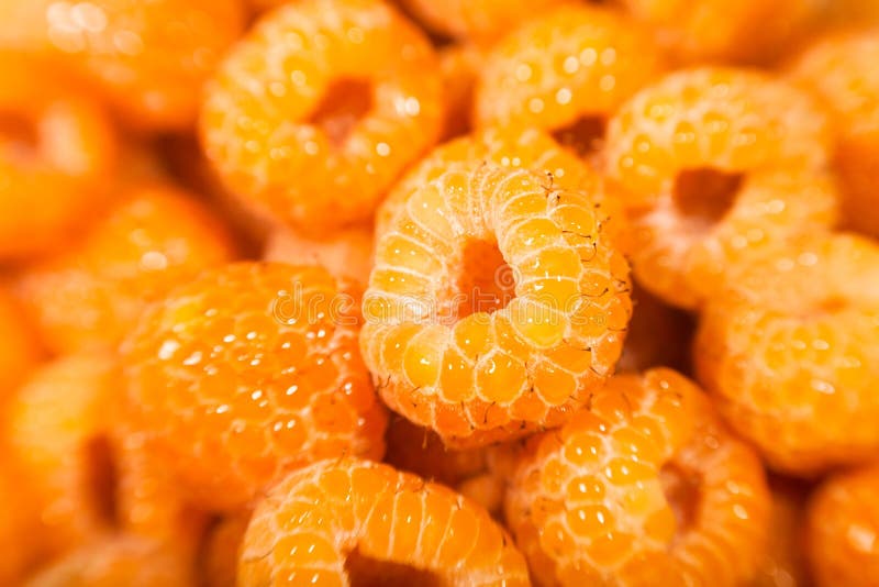 Yellow raspberry stock image. Image of ripe, antioxidant - 33267431