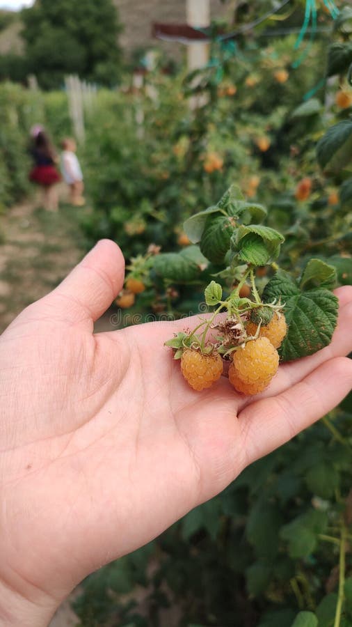 Raspberry in the Garden, Harvest Time Stock Image - Image of vitamin ...