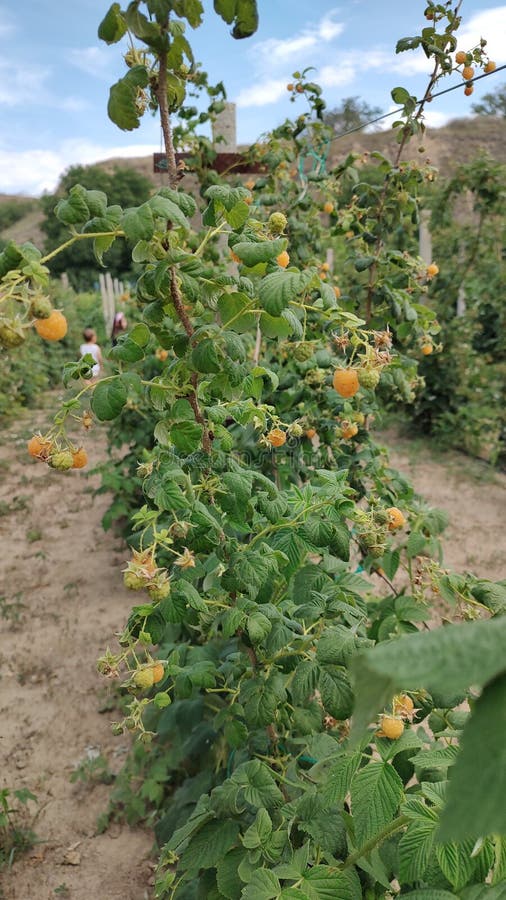 Raspberry in the Garden, Harvest Time Stock Image - Image of vitamin ...