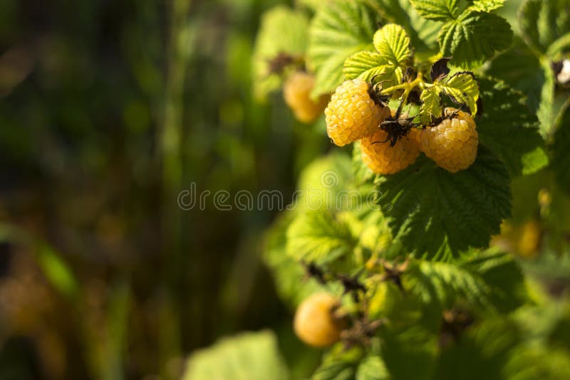 Ripe Yellow Raspberry On A Bush Fresh Organic Berries Stock Photo ...