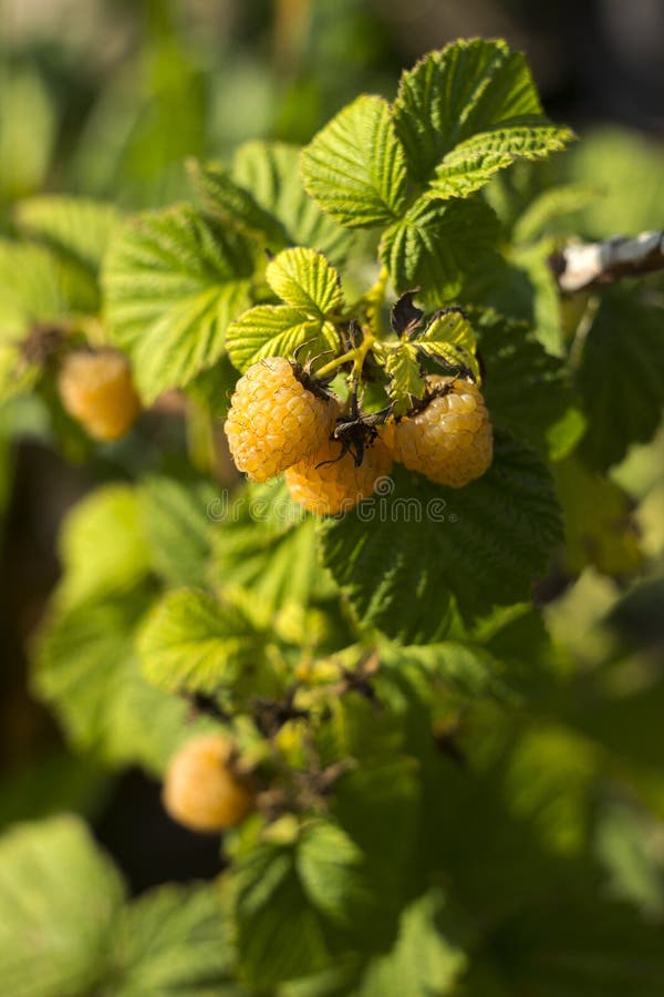 A Raspberry Grows on a Rocky Mountain. Stock Photo - Image of grows ...