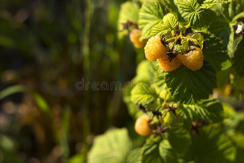 Yellow Raspberry Grows on a Bush in the Garden. Useful Berries, Summer ...