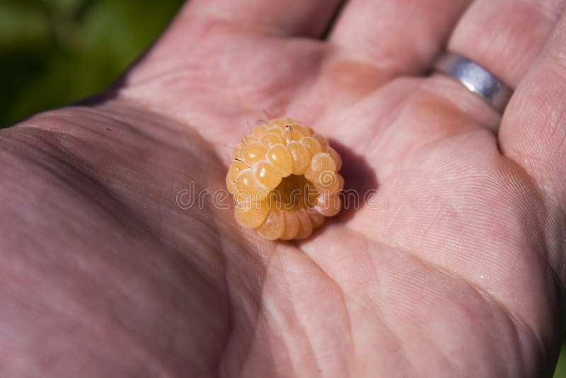 Yellow raspberry stock photo. Image of small, bush, sweet - 57592506