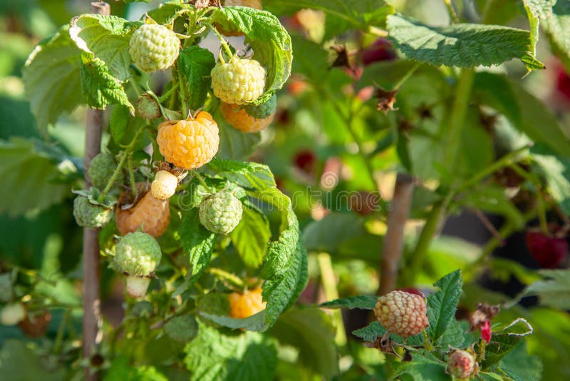 Yellow Raspberry. Oranically Clean Raspberry Growing on Bush Stock ...