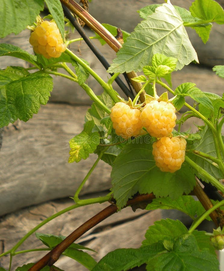 Yellow Raspberry, Raspberry Berries in the Garden in Natural Conditions ...