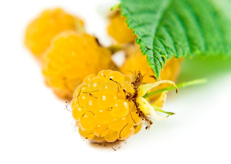 Yellow raspberry stock image. Image of raspberry, fruit - 5827417