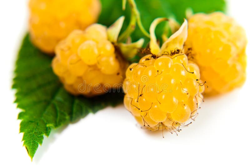 Yellow raspberry stock image. Image of raspberry, fruit - 5827417
