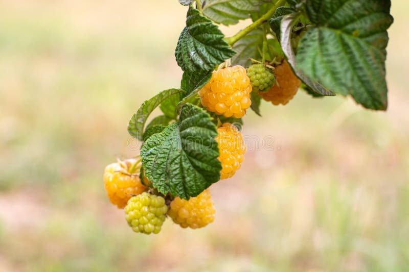 A Yellow Raspberry Ripens on a Bush on a Summer Day. Rare Raspberry ...