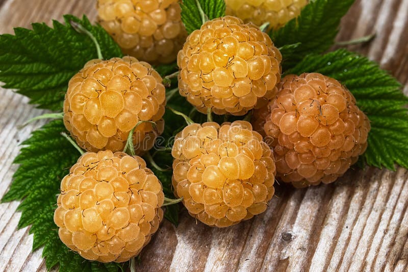 Yellow Raspberry on a White Background Stock Image - Image of natural ...