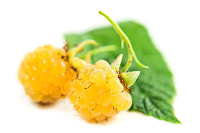 Yellow raspberry stock image. Image of raspberry, fruit - 5827417