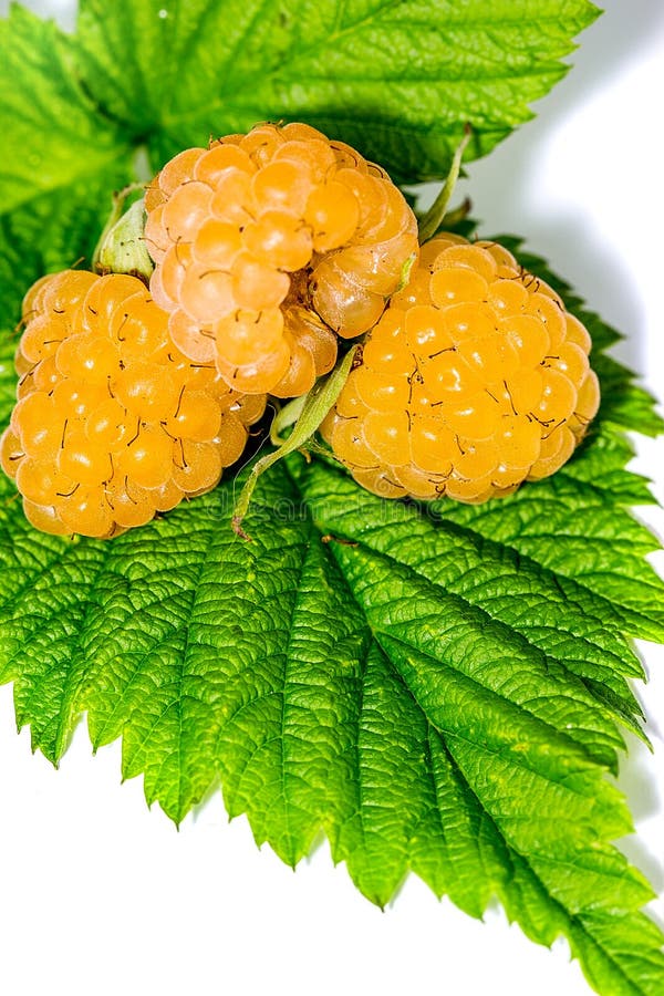 Yellow Raspberry on a White Background Stock Image - Image of natural ...