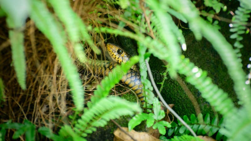 Yellow Rat Snake Garadiya Hiding in the Bush Stock Image - Image of ...